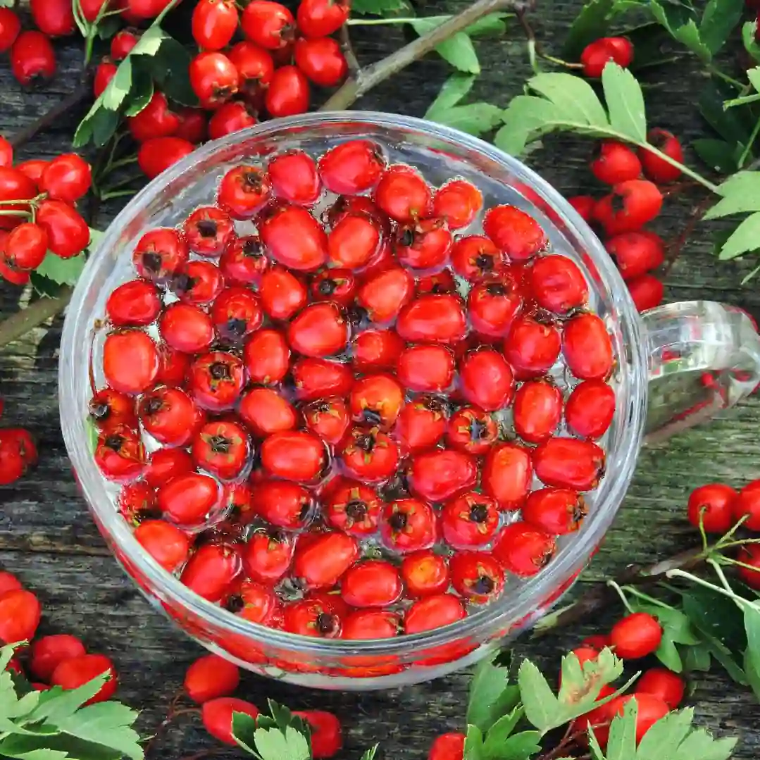 Čaj Glog plod 100g - biosvet shop zdrava hrana