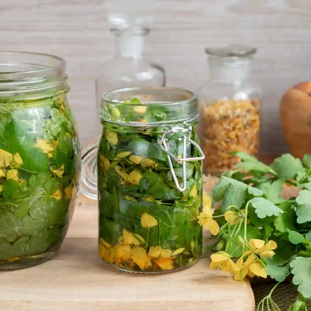 Čaj Lišavica (Rosopas ili Rusa trava) 100g - biosvet shop zdrava hrana